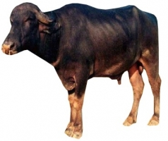 Buffalo | Buffalo Animal Husbandry | Apni Kheti